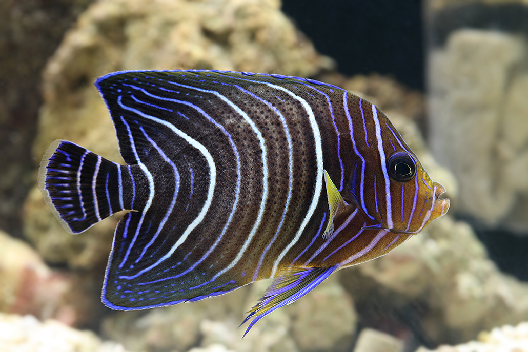 [코란 엔젤 [1마리] 인터넷 택배 전용]